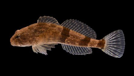 Freshwater Sculpins (Cottus) - Marine Life Identification