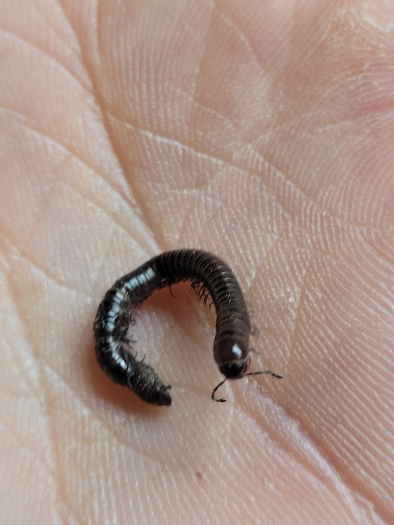Parajulid Millipedes from Meeker, CO 81641, USA on October 25, 2023 at ...