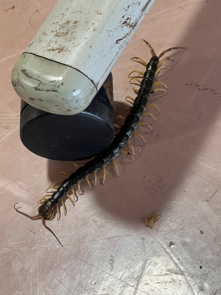 Chinese Red-headed Centipede from Nagasaki University of Foreign ...