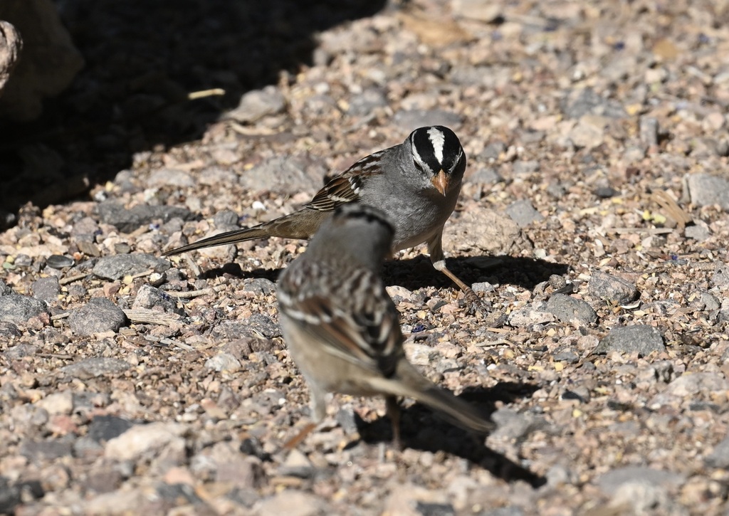 White-crowned Sparrow from Pittmann, Henderson, NV, USA on October 23 ...