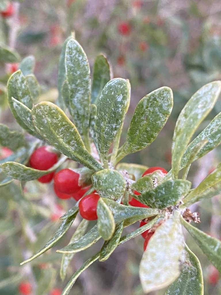 Phyllactinia in October 2023 by Elliott Gordon. On Lycium torreyi ...