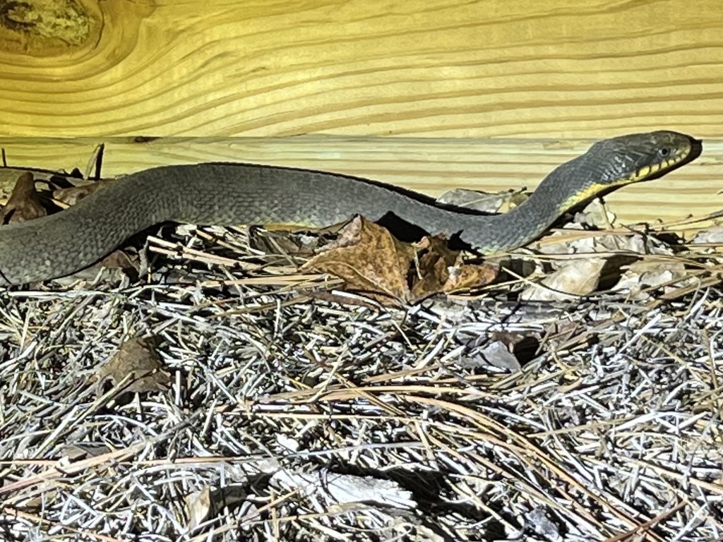 Plain-bellied Watersnake from Sam Houston National Forest, Cleveland ...