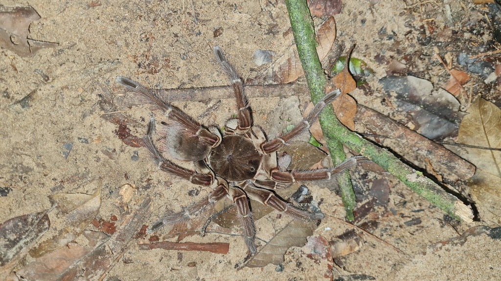 Goliath Tarantulas in March 2023 by Marco Aurelio de Sena · iNaturalist
