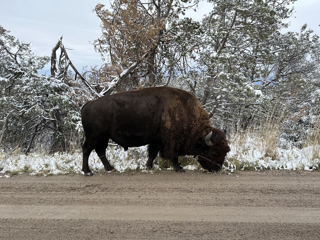 American Bison from Bison Range, Charlo, MT, US on October 25, 2023 at ...