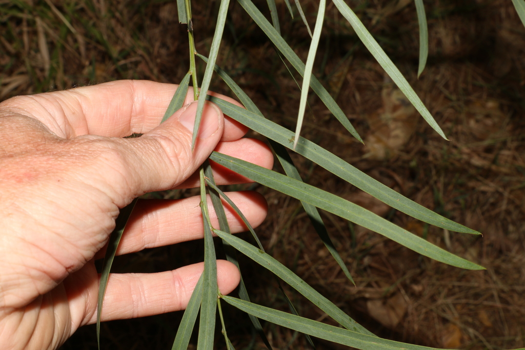 Flinders Range Wattle from Perth WA, Australia on October 22, 2023 at ...