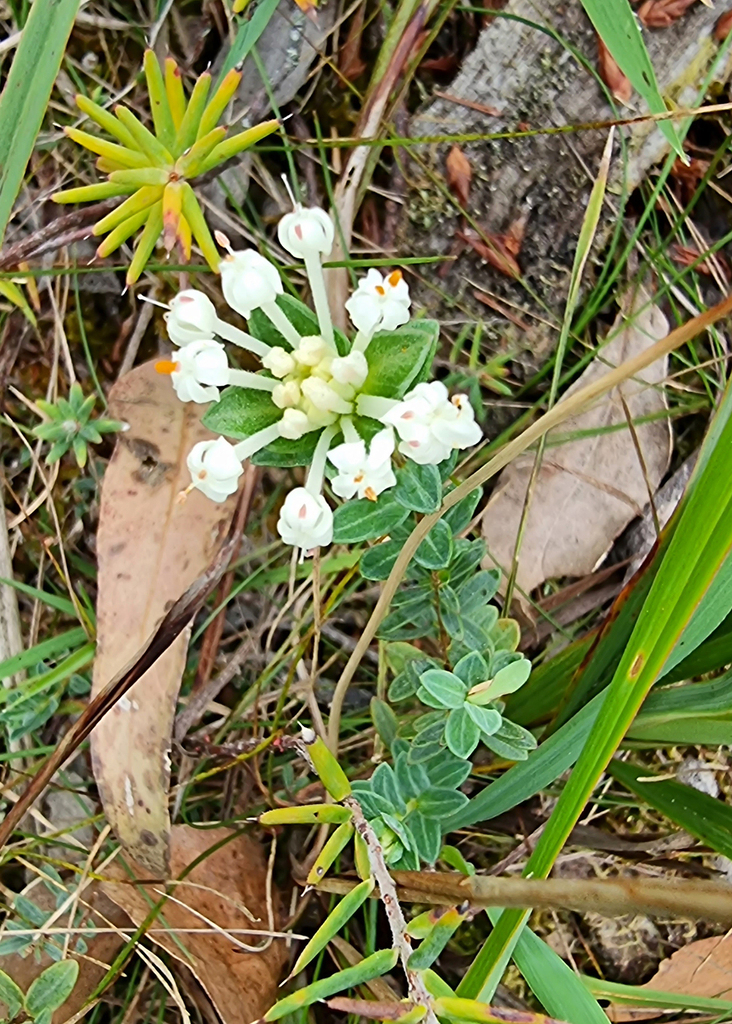 Common Rice-flower from Strathdownie VIC 3312, Australia on October 9 ...