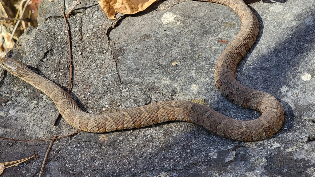 Common Watersnake from Natural Bridge, VA 24578, USA on October 25 ...
