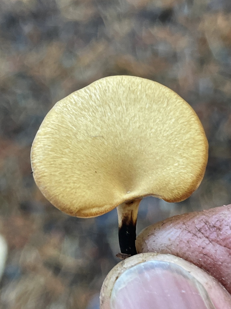 Elegant Polypore from Big Hill Dr, Cle Elum, WA, US on October 22, 2023 ...