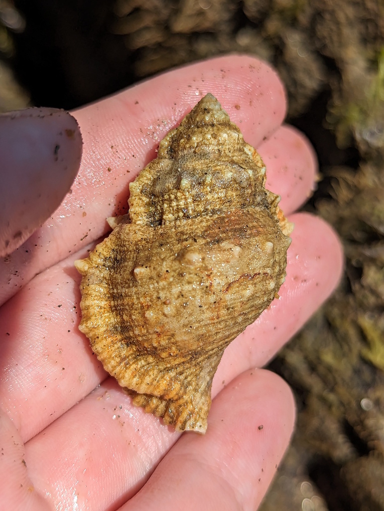 Frog Shell from Wanjuru QLD 4860, Australia on October 25, 2023 at 12: ...
