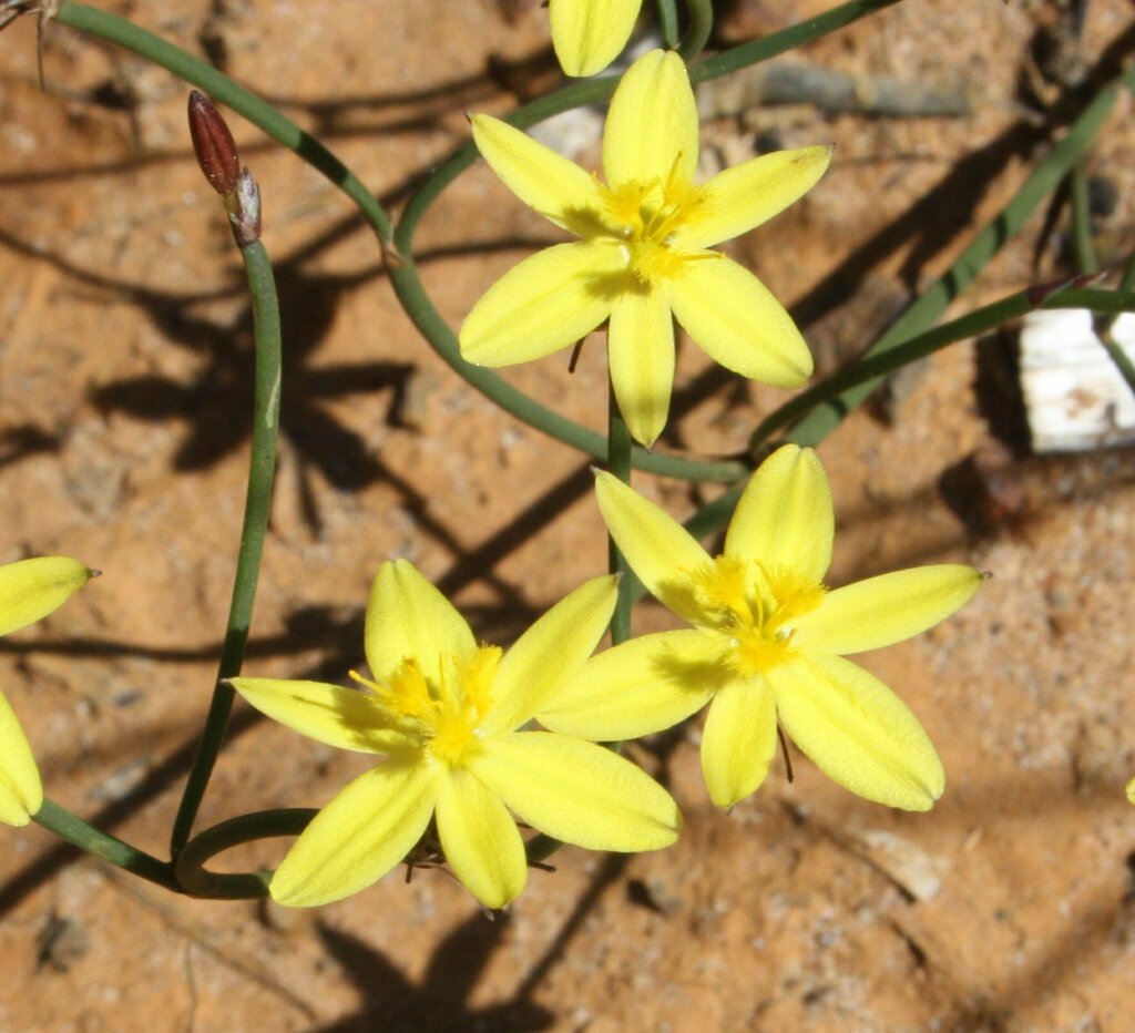 yellow rush-lily from Mettler WA 6328, Australia on March 03, 2011 by ...