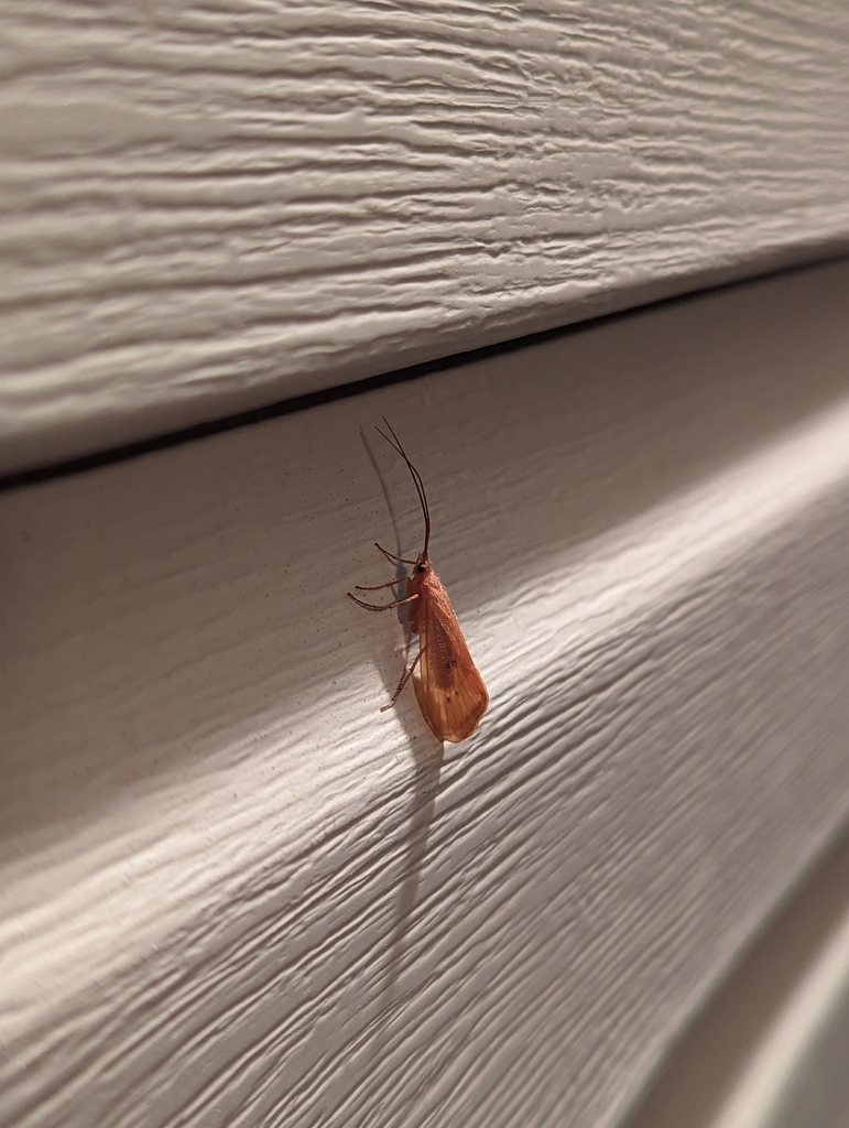 Pycnopsyche from Kinnelon, NJ 07405, USA on October 25, 2023 at 08:53 ...