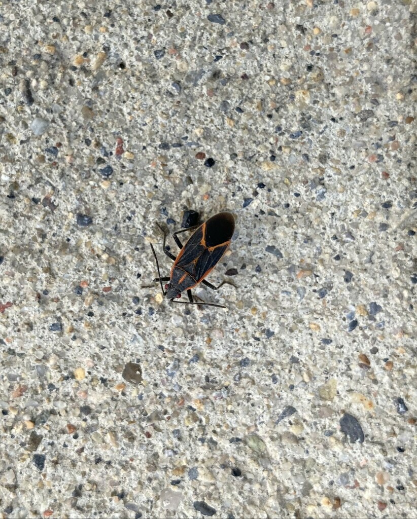 Eastern Boxelder Bug from Douglasdale, Calgary, AB T2Z, Canada on ...
