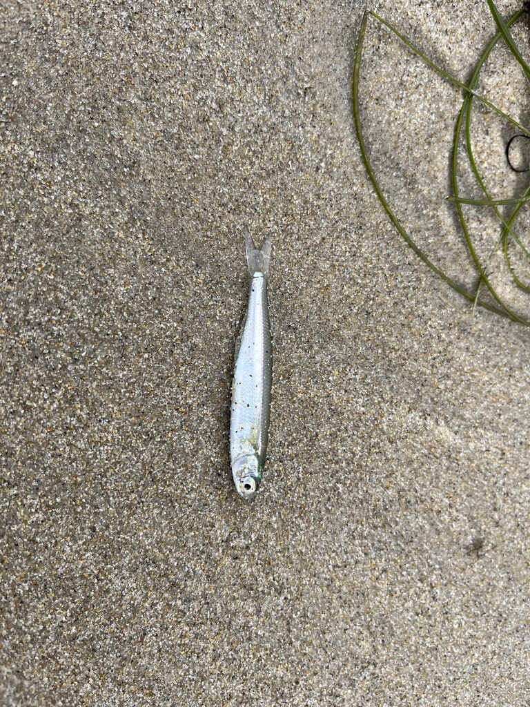 Topsmelt Silverside from North Pacific Ocean, CA, US on October 25 ...