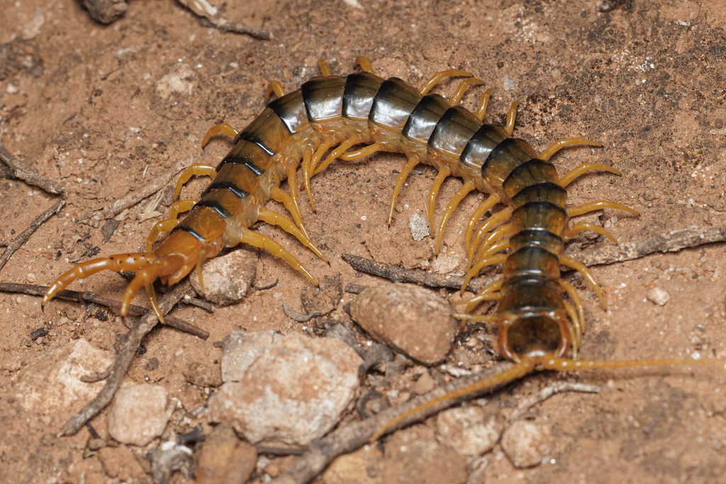 Australasian Giant Centipede from Hallelujah Hills SA 5381, Australia ...