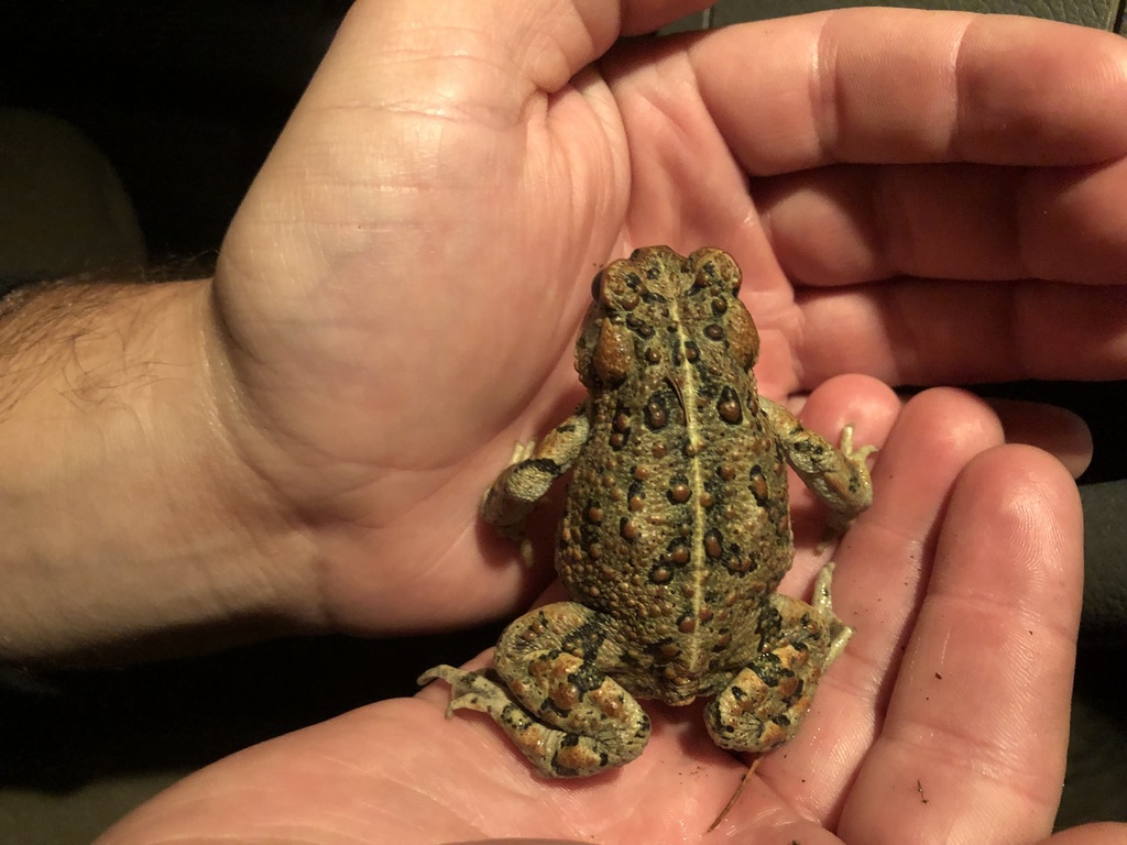 Western Toad from Trinity County, Six Rivers National Forest, US-CA, US ...