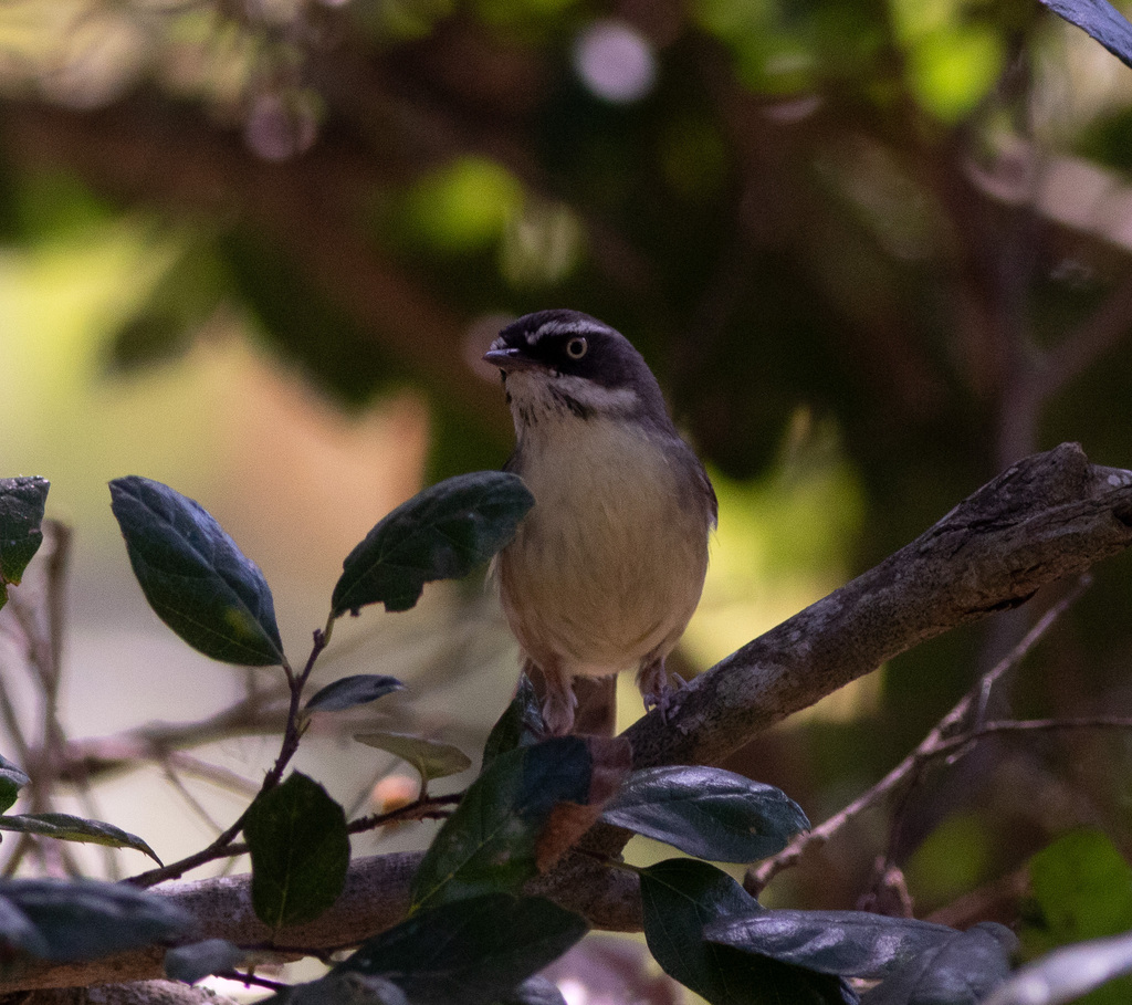 White-browed Scrubwren in October 2023 by cwelden_ecp · iNaturalist