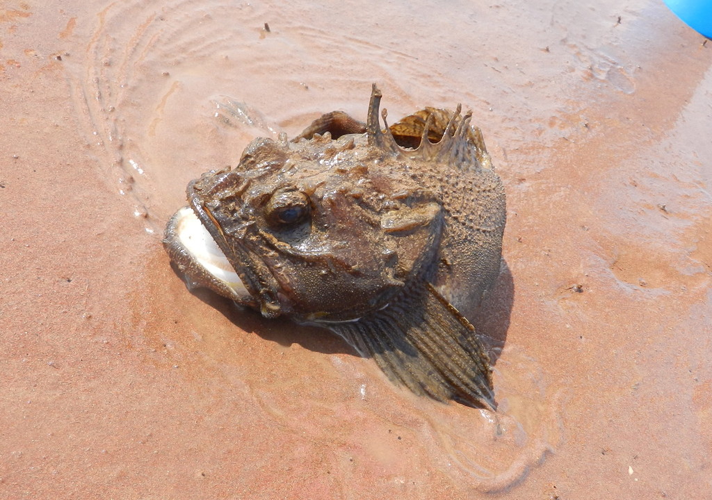 Sea Raven from Spicers Cove, Cumberland, Subd. A, NS, Canada on August ...