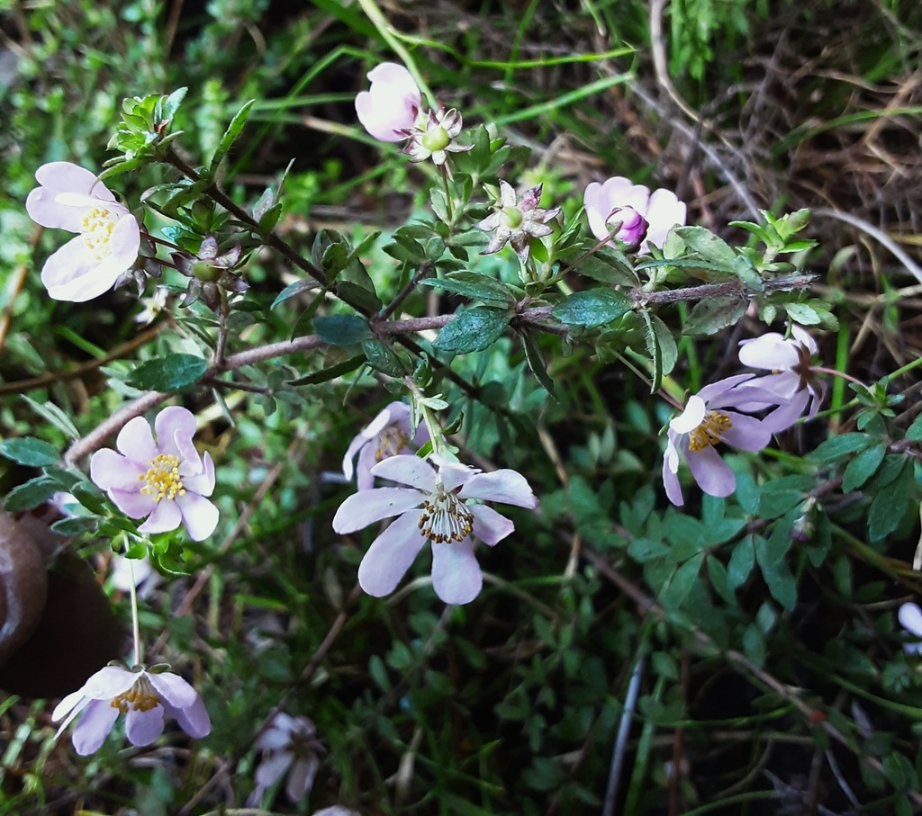 Bauera microphylla from Gardens of Stone SCA, Newnes Plateau NSW 2790 ...