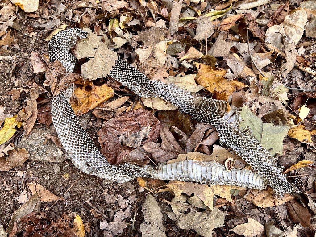 Colubrid Snakes from Chattahoochee River National Recreation Area ...