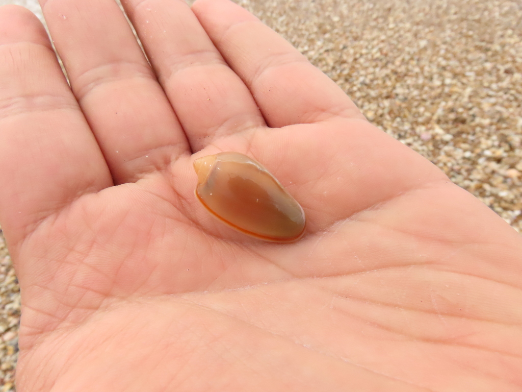 Prunum prunum in August 2023 by Mateo Hernandez Schmidt · iNaturalist