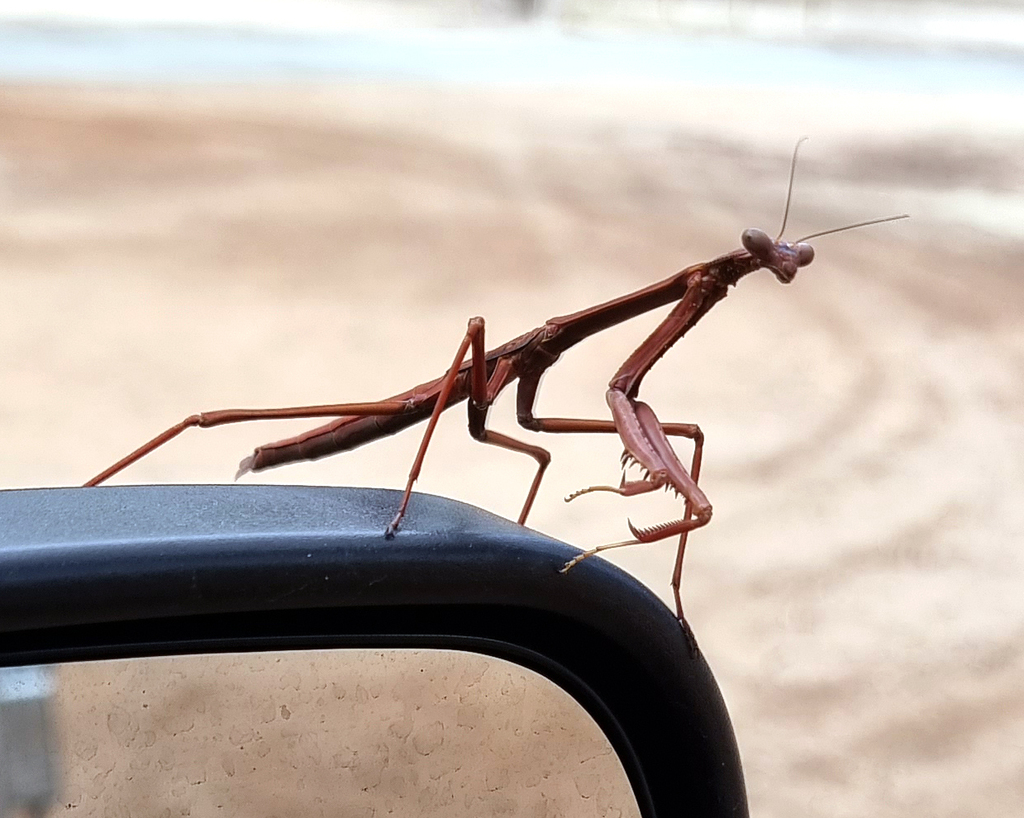 Australian Stick Mantis from Berri SA 5343, Australia on October 6 ...