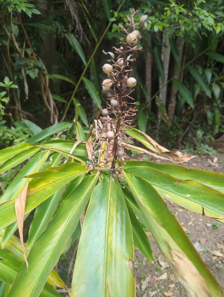 Native Ginger from Tamborine Mountain QLD 4272, Australia on October 26 ...