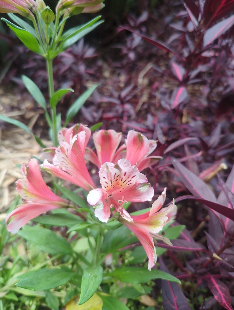 Peruvian lilies from Tamborine Mountain QLD 4272, Australia on October ...