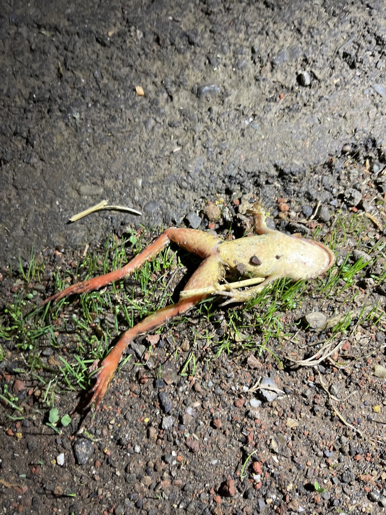 California Red-legged Frog in October 2023 by jenmargot · iNaturalist