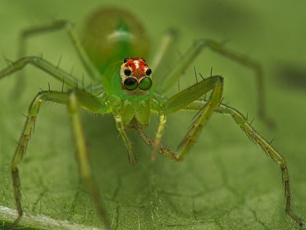 Translucent Green Jumping Spiders from 52440 Malinalco, State of Mexico ...