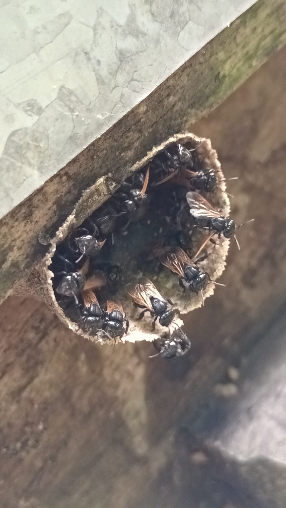 Mexican Robust-Stingless bee from Finca La Gracia on June 1, 2023 at 11 ...