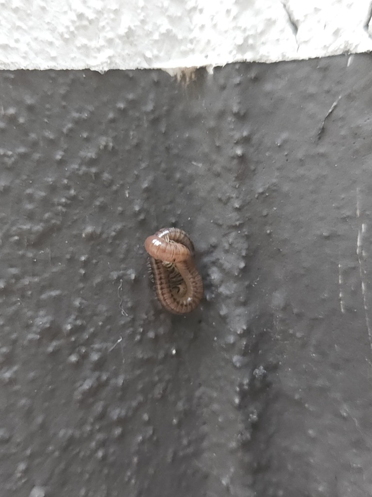 Parajulid Millipedes from KSU, Kennesaw, Ga on October 25, 2023 at 06: ...