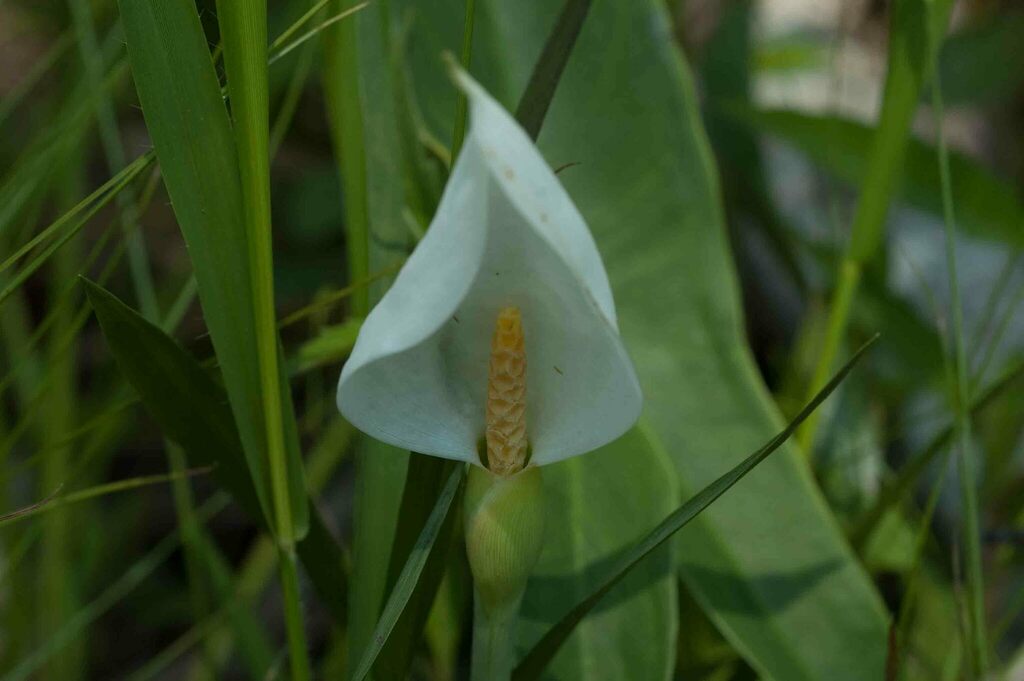 white arrow arum in May 2011 by Moses Michelsohn · iNaturalist