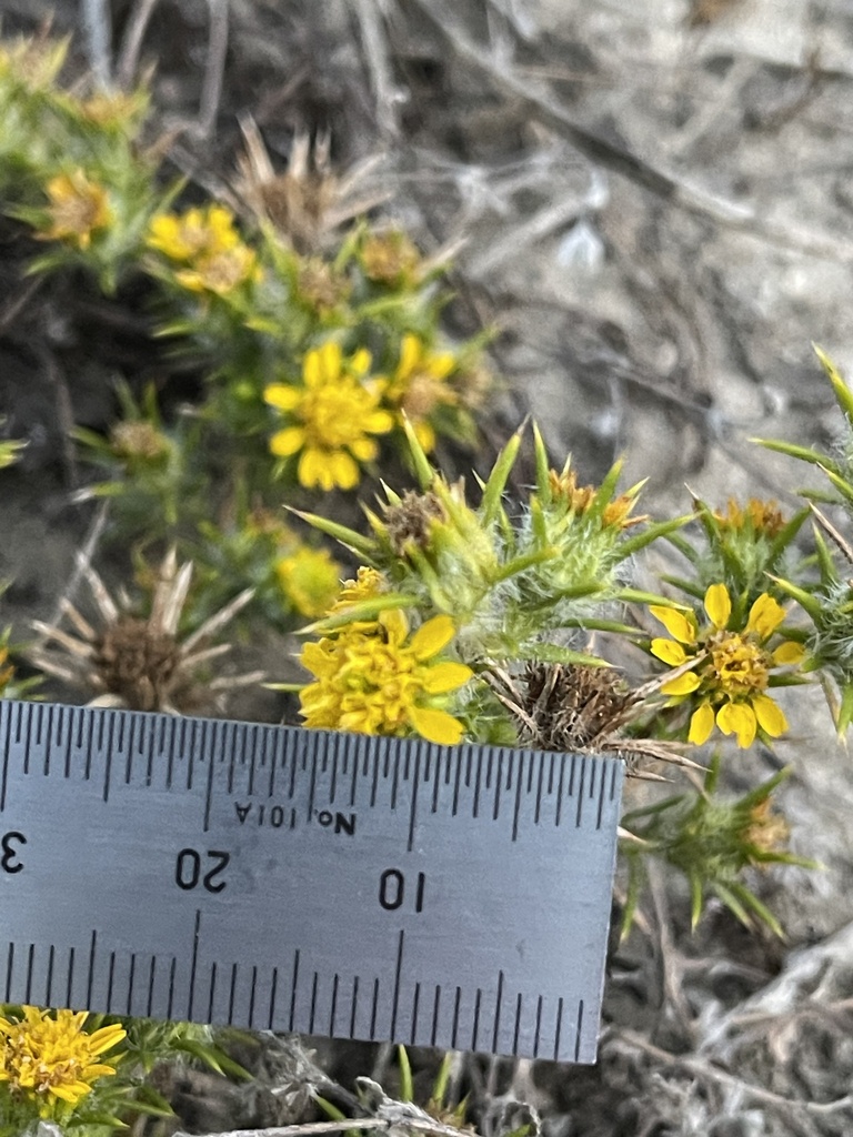 Congdon's tarplant in October 2023 by Fred Watson · iNaturalist