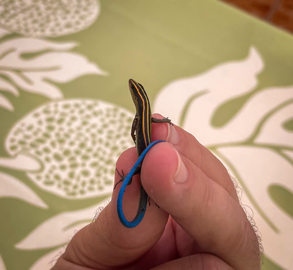 Pacific Bluetail Skink from Babeldaob, Palau, PW on October 26, 2023 at ...