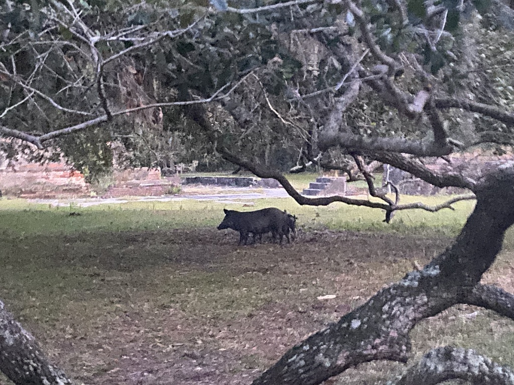 Wild Boar from W Stable Alley, Saint Marys, GA, US on October 22, 2023 ...
