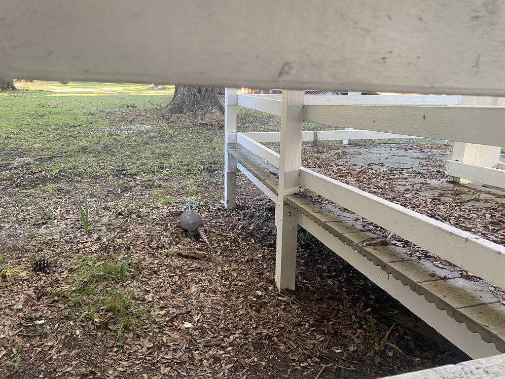 Nine-banded Armadillo from Cumberland Island, Woodbine, GA, US on ...