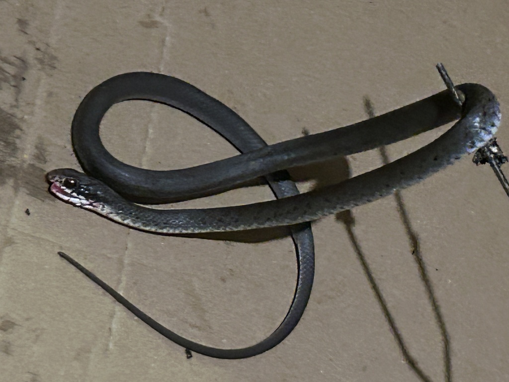 Black-masked Racer from Springfield Rd, Natchez, MS, US on October 25 ...