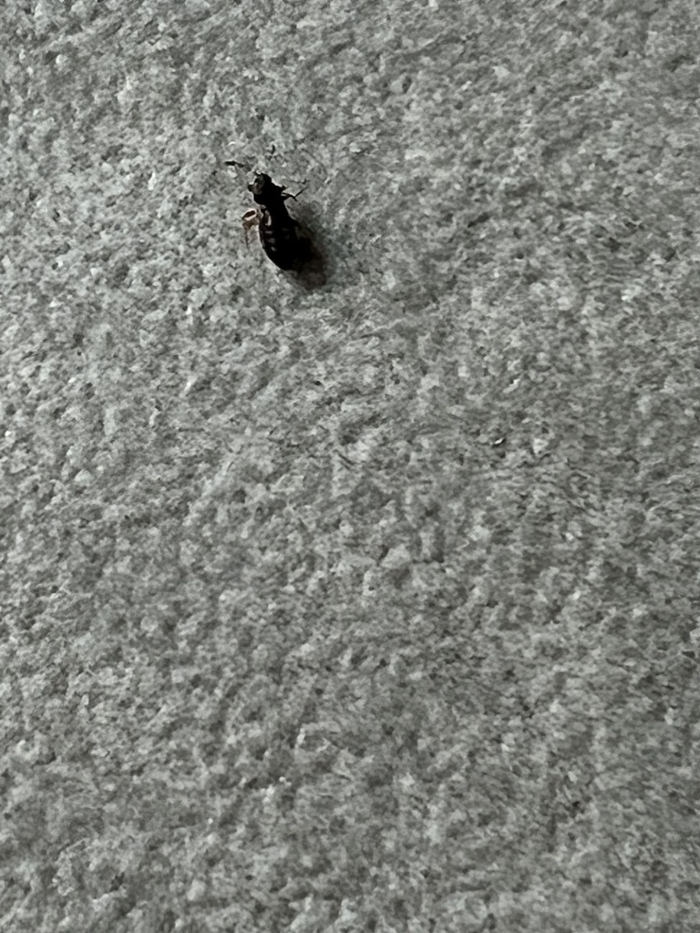 Winged and Once-winged Insects from Cleveland St, Clearwater, FL, US on ...