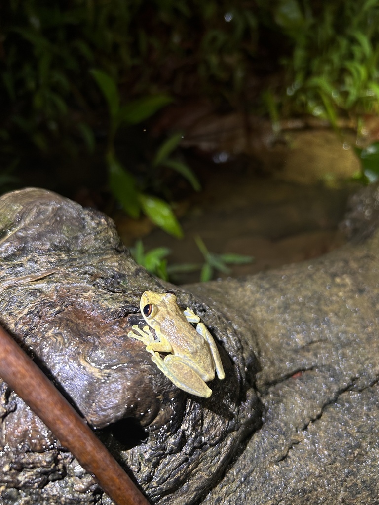 Olive Snouted Tree Frog from Golfito, Puntarenas, CR on October 25 ...