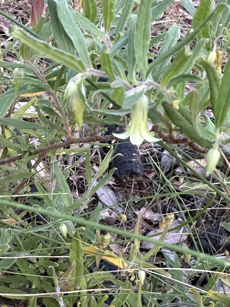 dicots from Tumut State Forest, Wereboldera, NSW, AU on October 25 ...