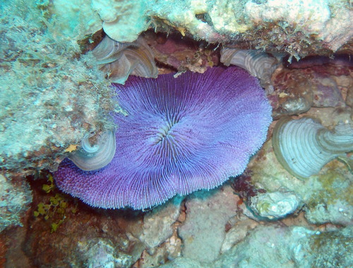 Lithophyllon spinifer · iNaturalist