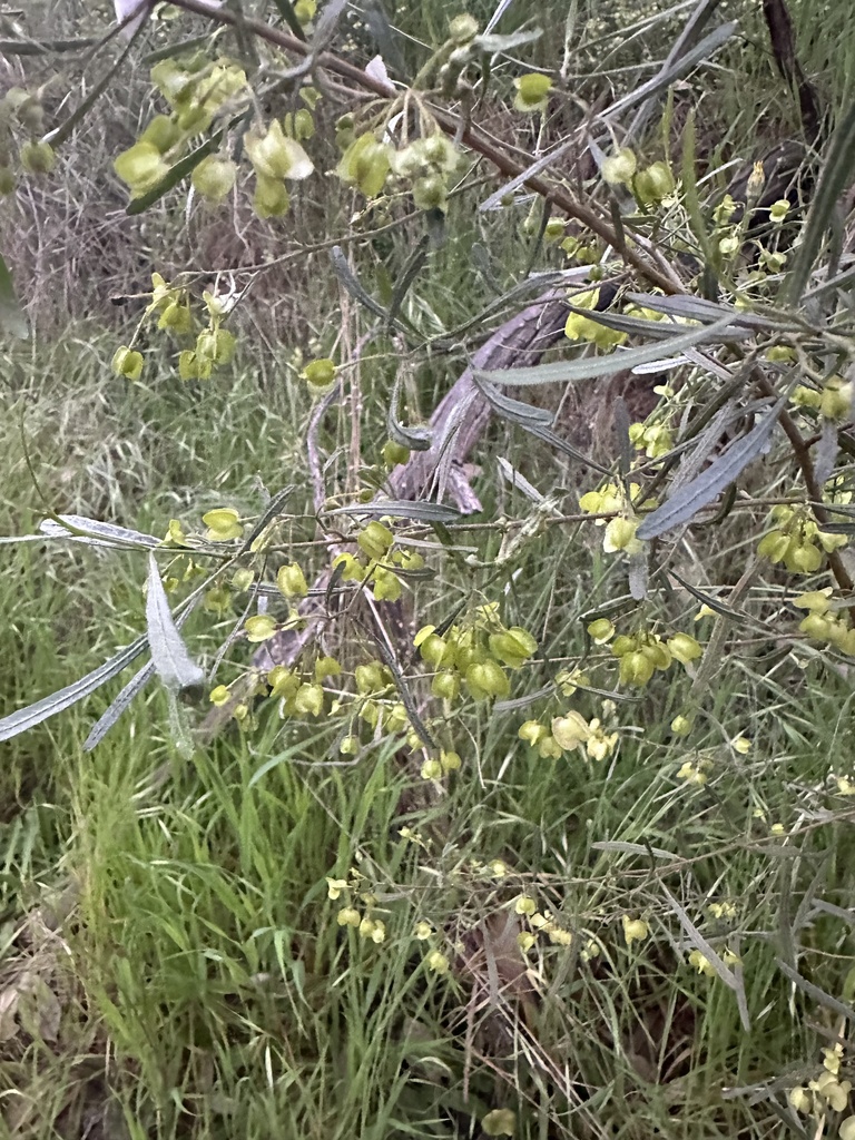 Hop-bushes from Tumut State Forest, Wereboldera, NSW, AU on October 23 ...