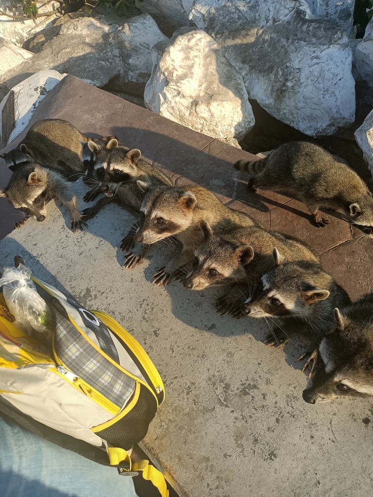 Common Raccoon from Peñones, 89540 Tampico, Tamps., México on October ...