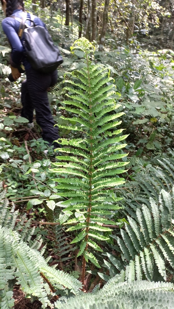 Mexican male fern from 91396, Ver., México on October 21, 2023 at 12:36 ...