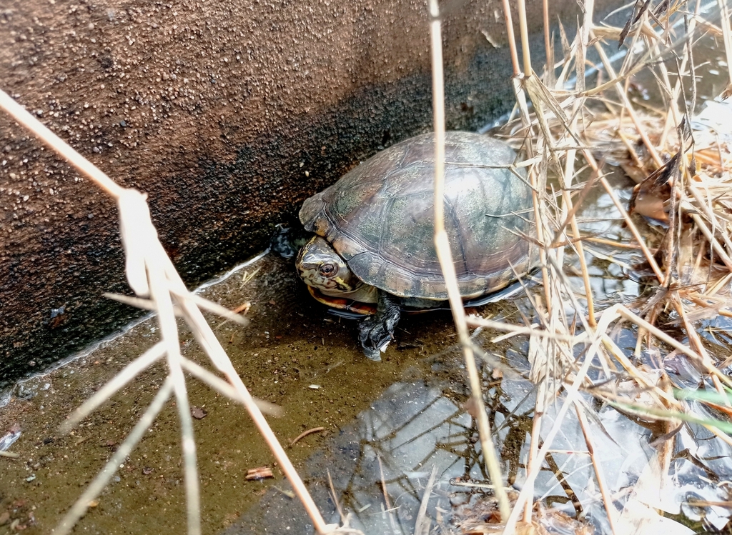 Mexican Mud Turtle from 82532 Sin., México on October 24, 2023 at 10:49 ...