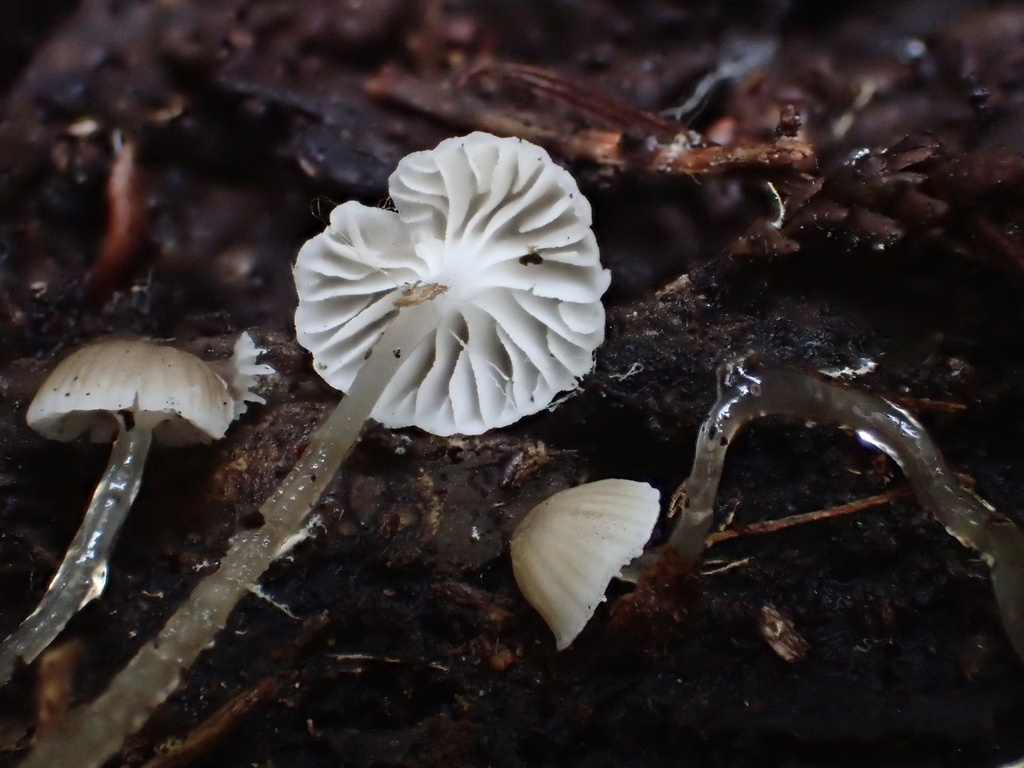 Dripping Bonnet from Marin Municipal Water District Watershed, Marin ...