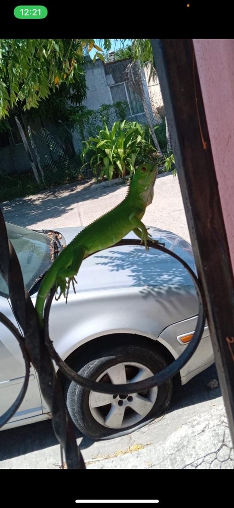 Green Iguana from Ursuline St, Lubbock, TX, US on October 18, 2023 at ...