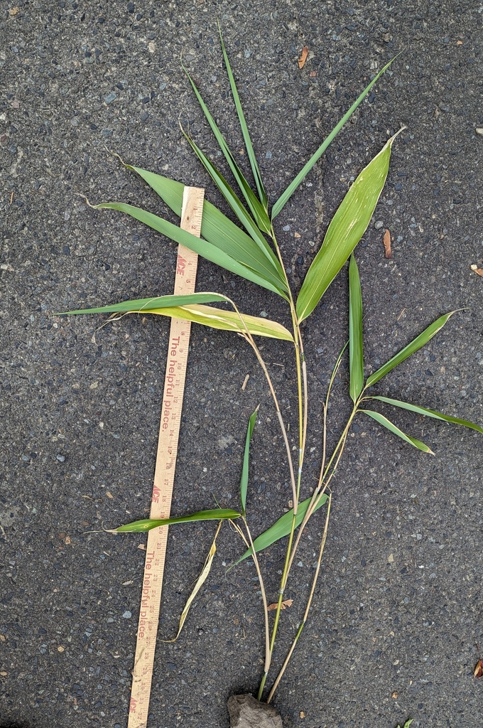 Arrow Bamboo from Southwest Portland, Portland, OR, USA on October 13 ...