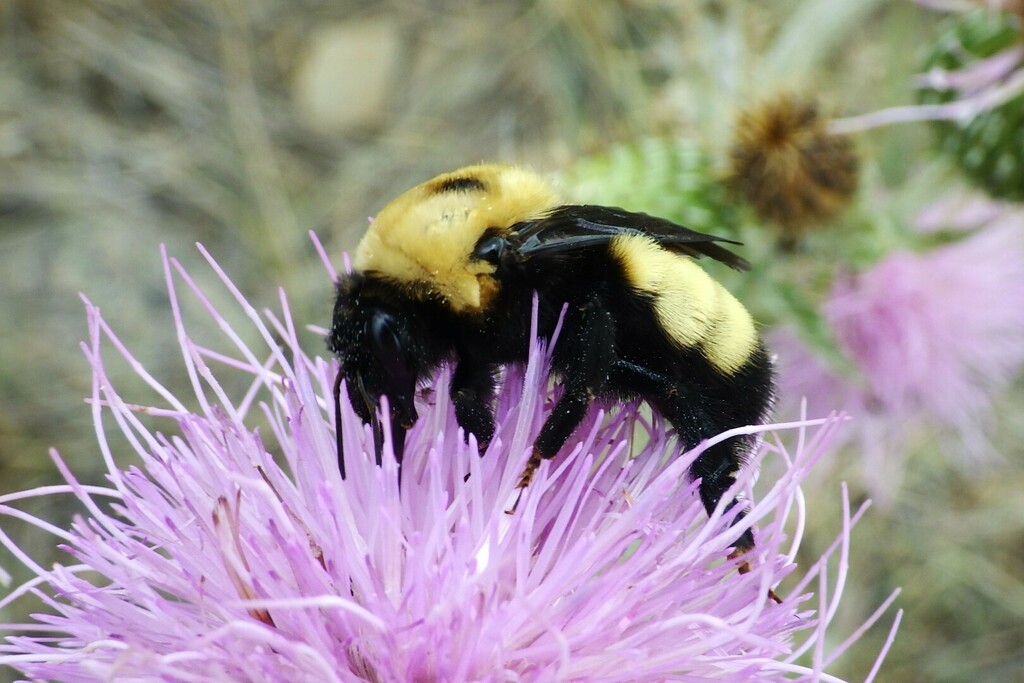 Nevada Bumble Bee from AB: Twin River HRNA (central) on July 29, 2023 ...