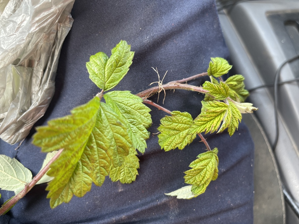 small-leaf bramble from Cambridge Ward, Deanside, VIC, AU on October 26 ...